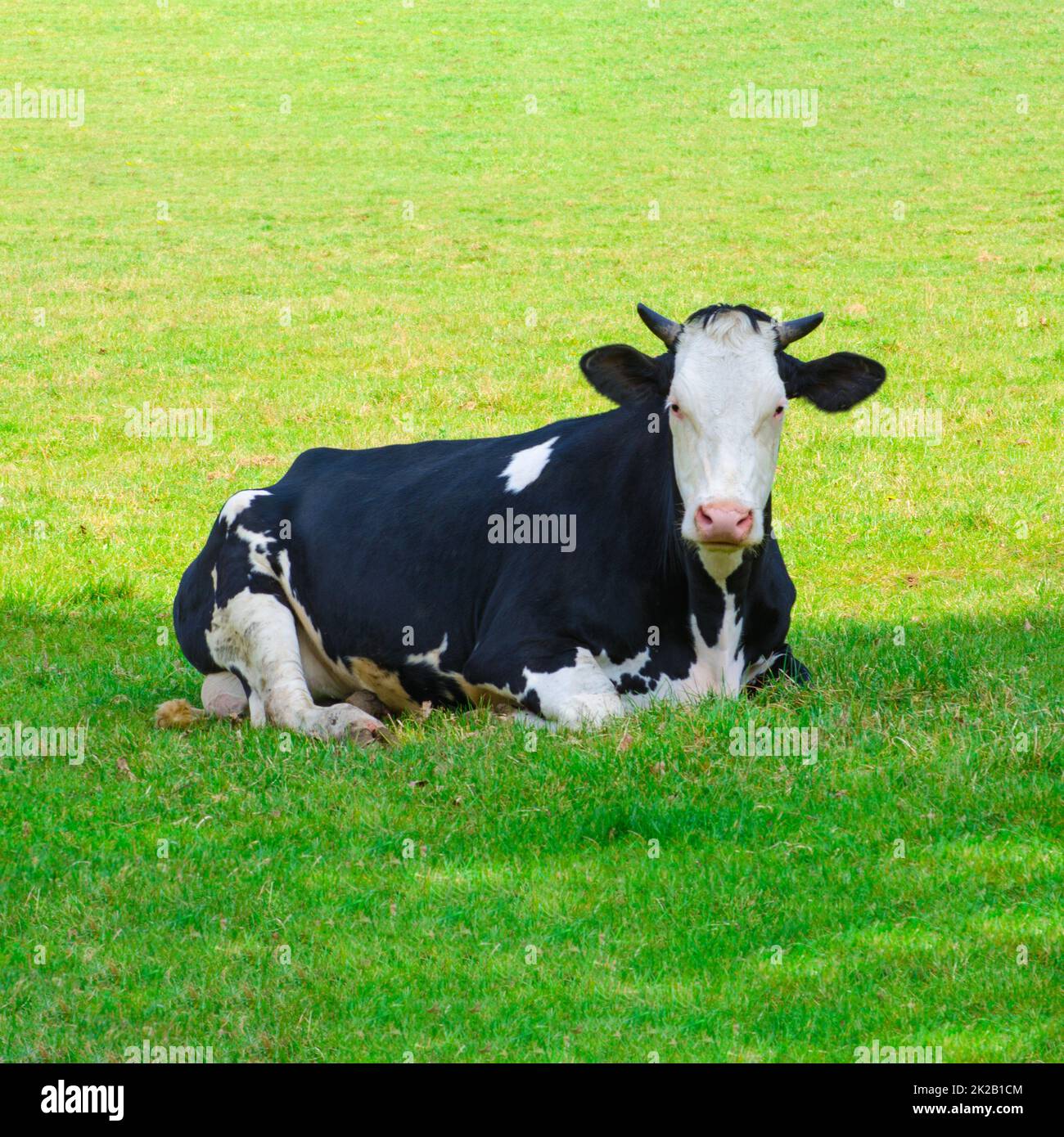 Vache noire et blanche dans un champ Banque de photographies et d ...