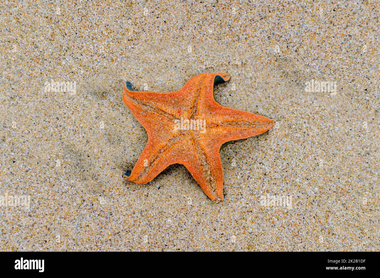 étoile de mer orange Banque de photographies et d’images à haute ...