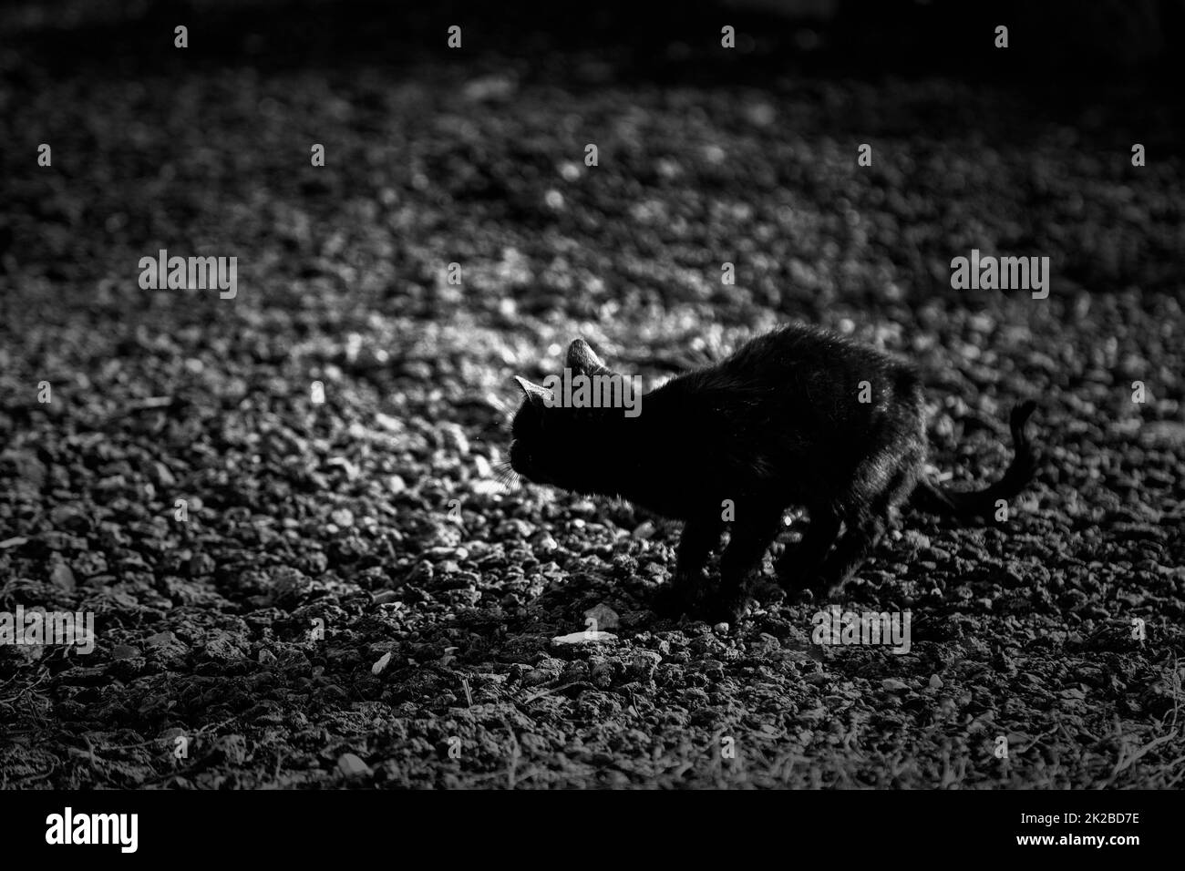 Jeune chat sauvage Banque d'images noir et blanc - Alamy