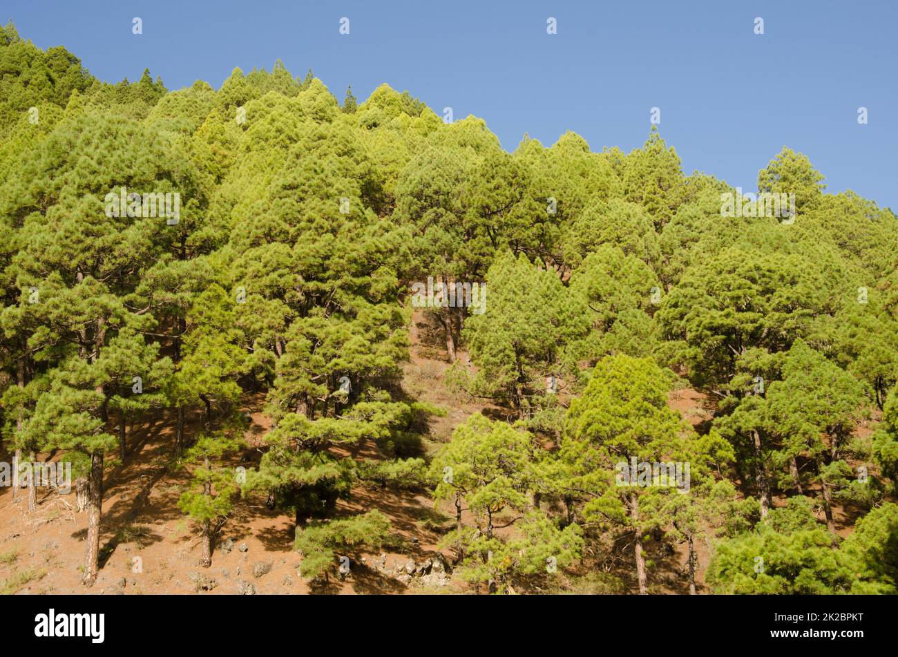 Canary island pine tree Banque de photographies et d’images à haute ...