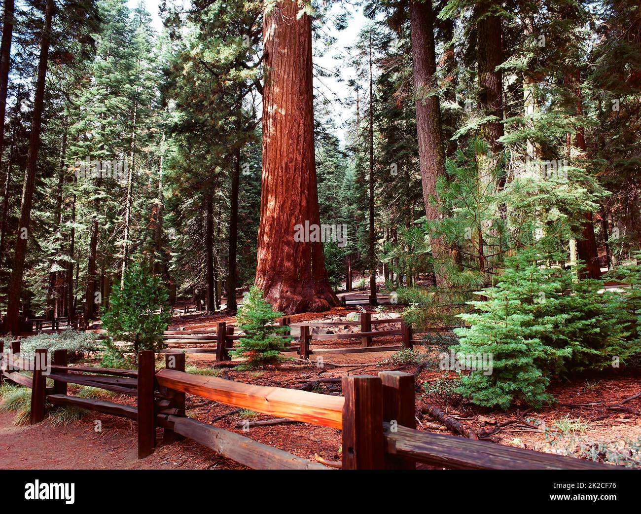 Giant sequoia leaves Banque de photographies et d’images à haute ...