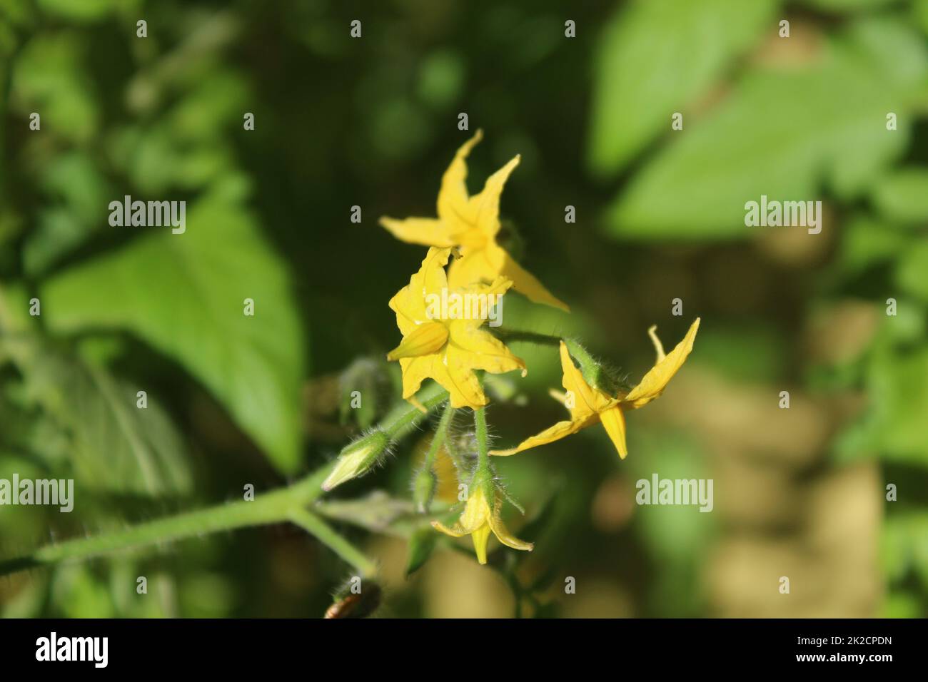 Fleurs de tomate Banque de photographies et d’images à haute résolution ...