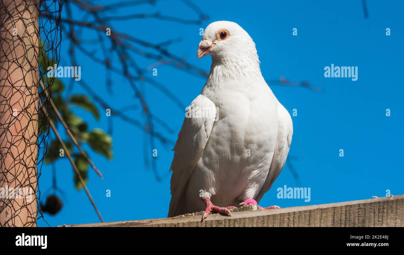 Colombe en attente de s'envoler Banque de photographies et d’images à haute résolution - Alamy