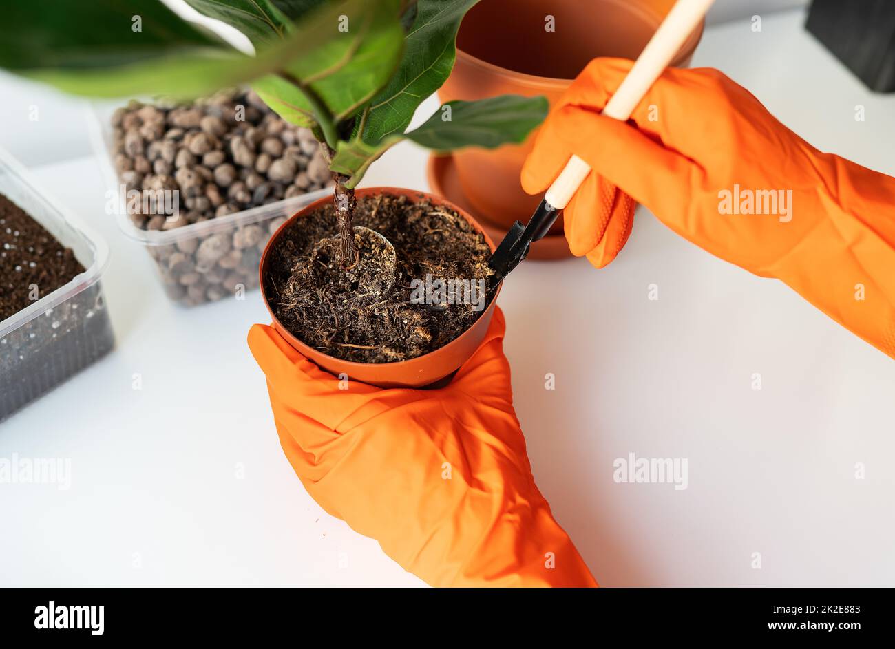 Le processus de transplanter un pot-ficus lyrata. Mains tenant une ...