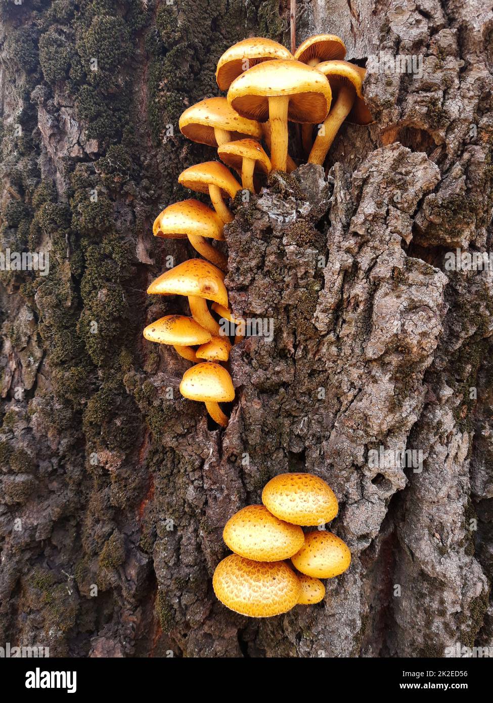 Champignons orange jaune Banque de photographies et d’images à haute ...