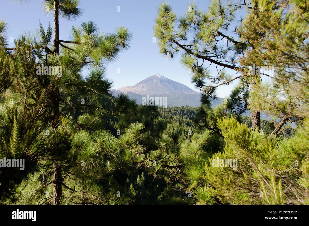 Paysage de volcan avec pins canaries pinus canariensis Banque de ...