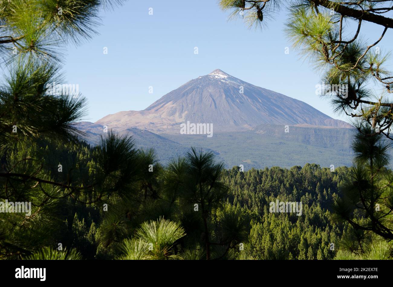 Paysage de volcan avec pins canaries pinus canariensis Banque de ...