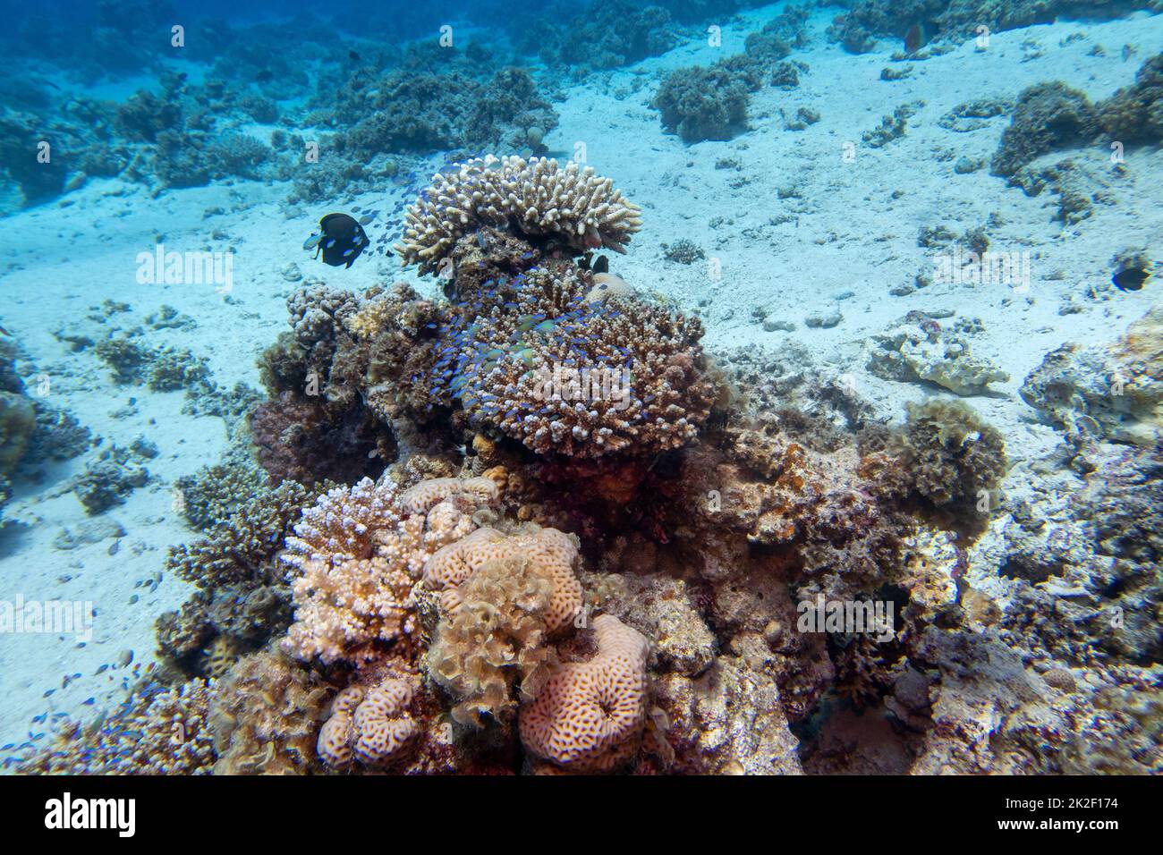 Corail pittoresque et coloré au fond de la mer tropicale, coraux durs ...