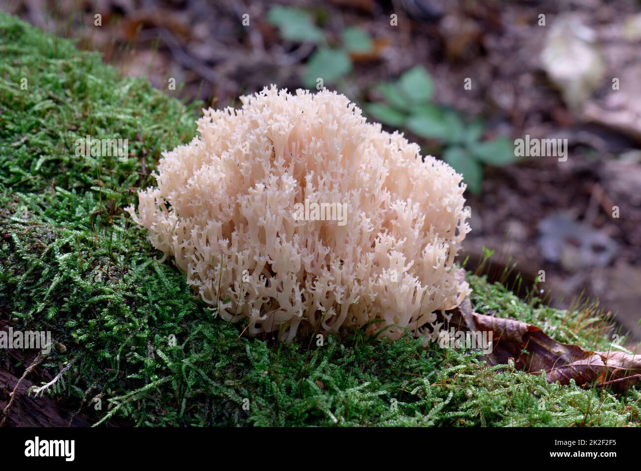 Coral mushroom Banque de photographies et d’images à haute résolution ...