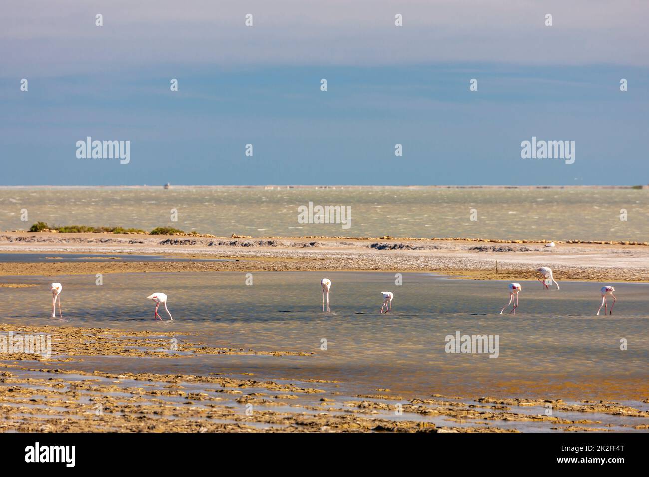 Parc regional de camargue Banque de photographies et d’images à haute résolution - Alamy
