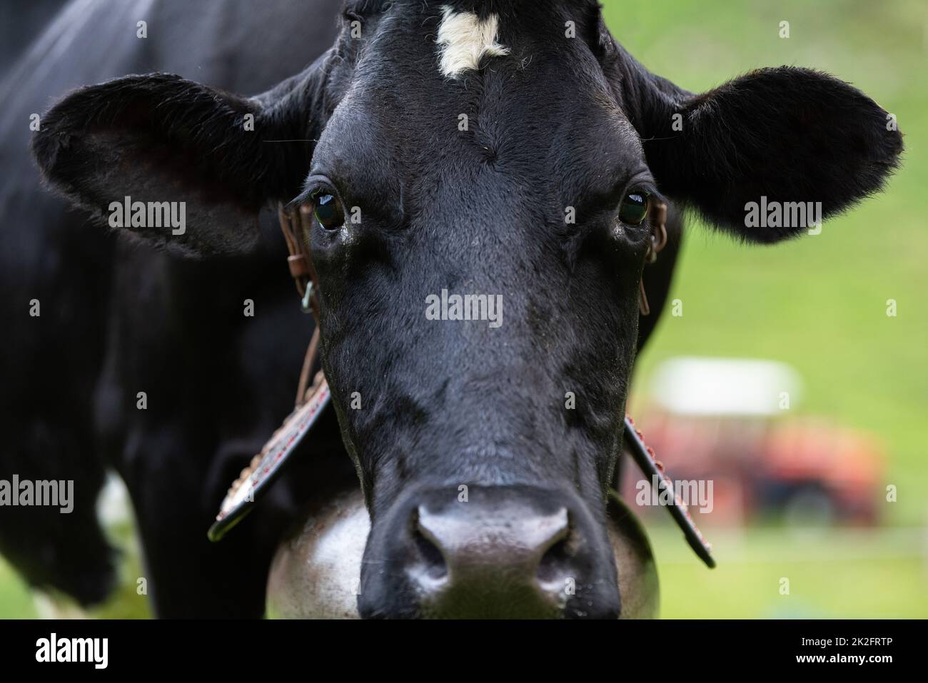 Vache noire Banque de photographies et d’images à haute résolution - Alamy
