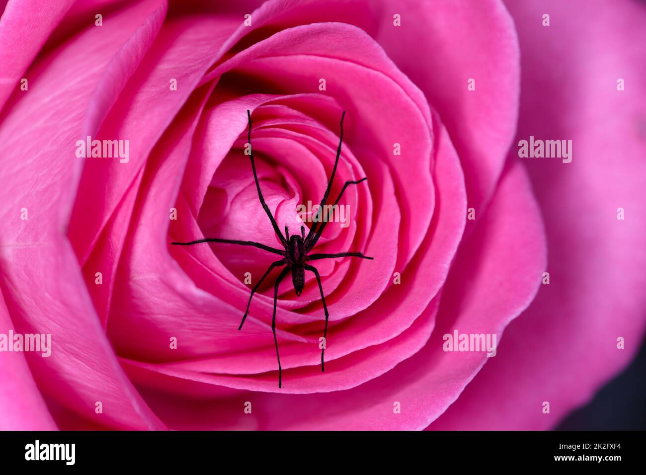 Faire une maison parmi les fleurs. Une photo d'une araignée au-dessus d ...