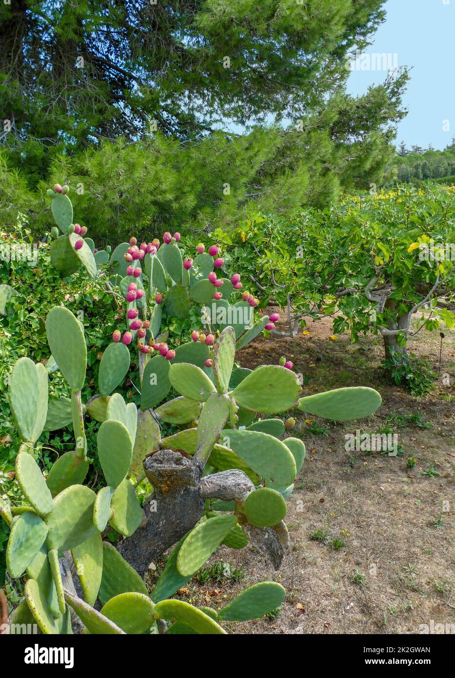 Poire de cactus Banque de photographies et d’images à haute résolution ...