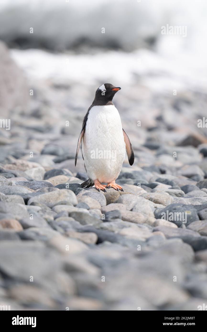 Pingouin sur la plage Banque de photographies et d’images à haute ...