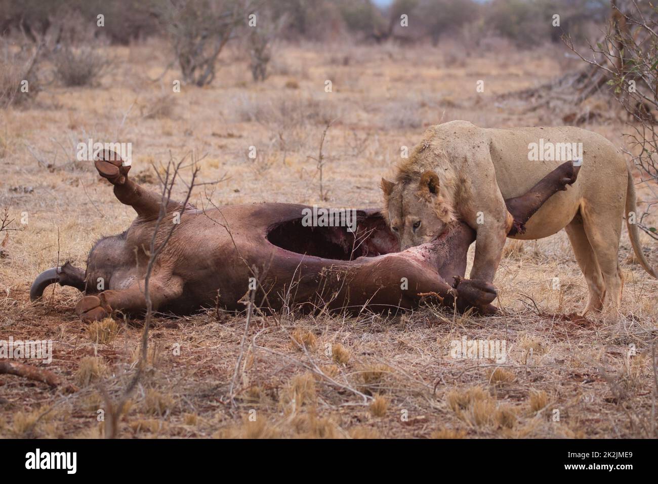 Corps de lion Banque de photographies et d’images à haute résolution ...