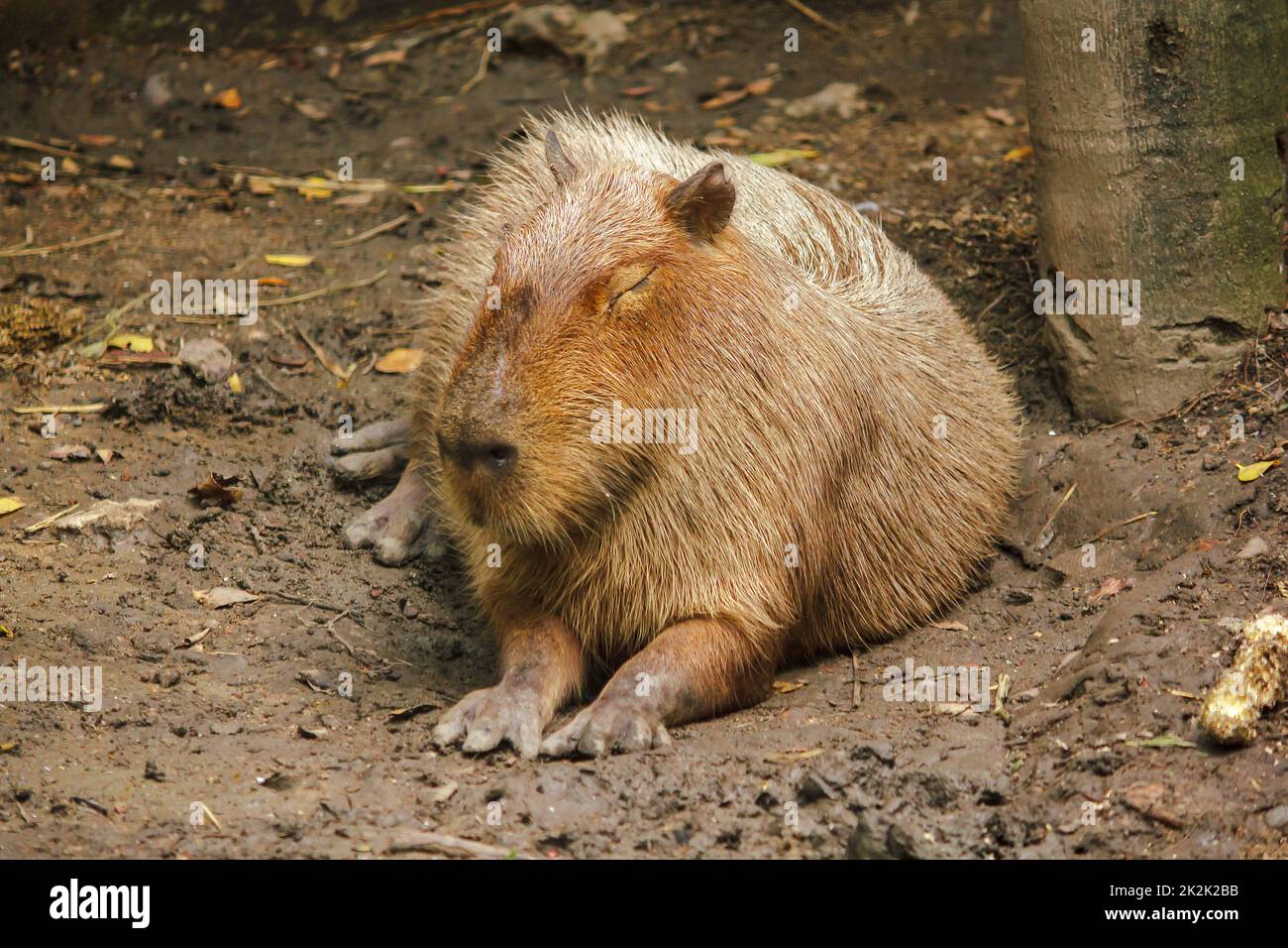 Capibara est dans le zoo est le plus grand rat dans le monde autochtone ...
