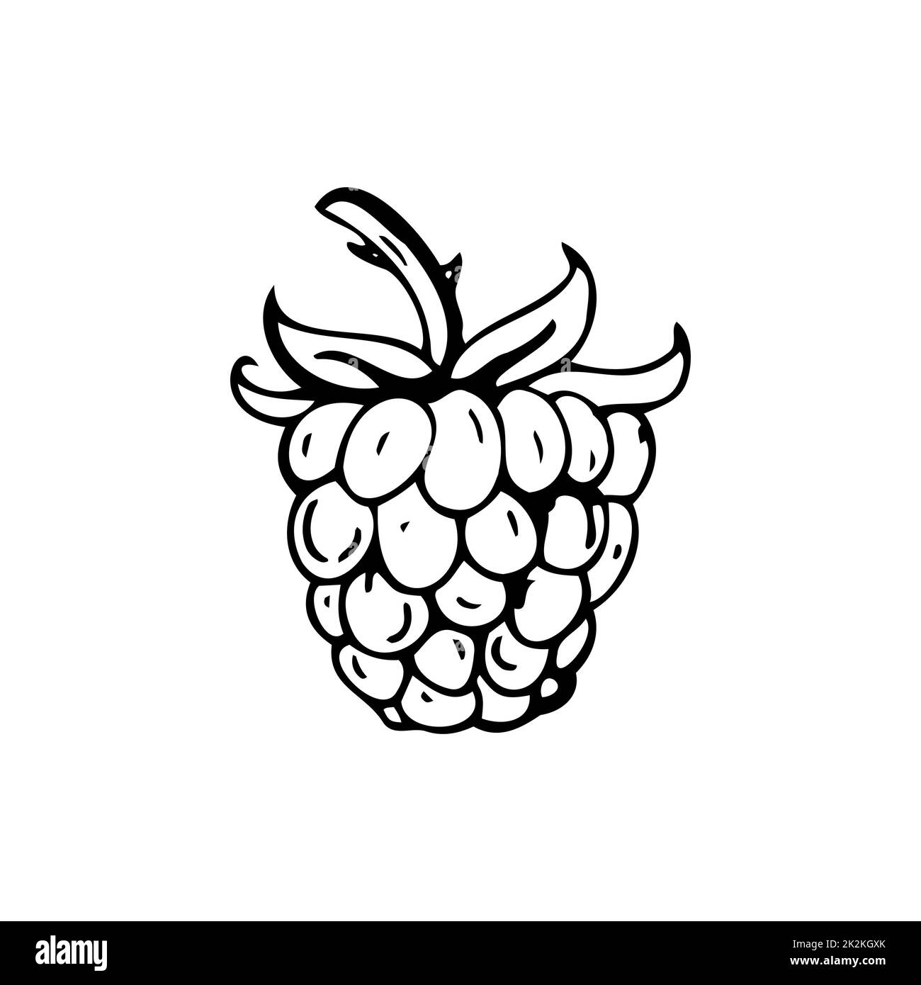 Dessin de framboise Banque de photographies et d’images à haute ...