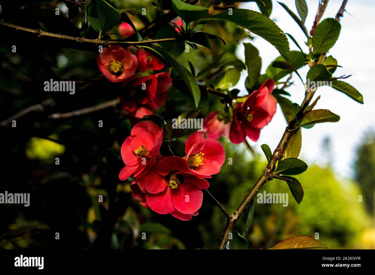 Fleurs de coing blanc Banque de photographies et d’images à haute ...
