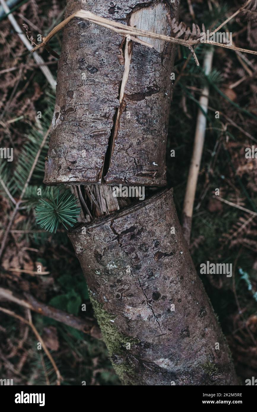 Plancher de bois avec bois scié dans la moitié Photo Stock - Alamy