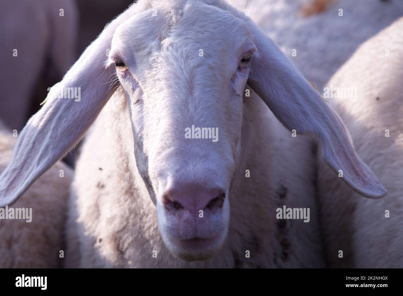 Museau commun Banque de photographies et d’images à haute résolution ...