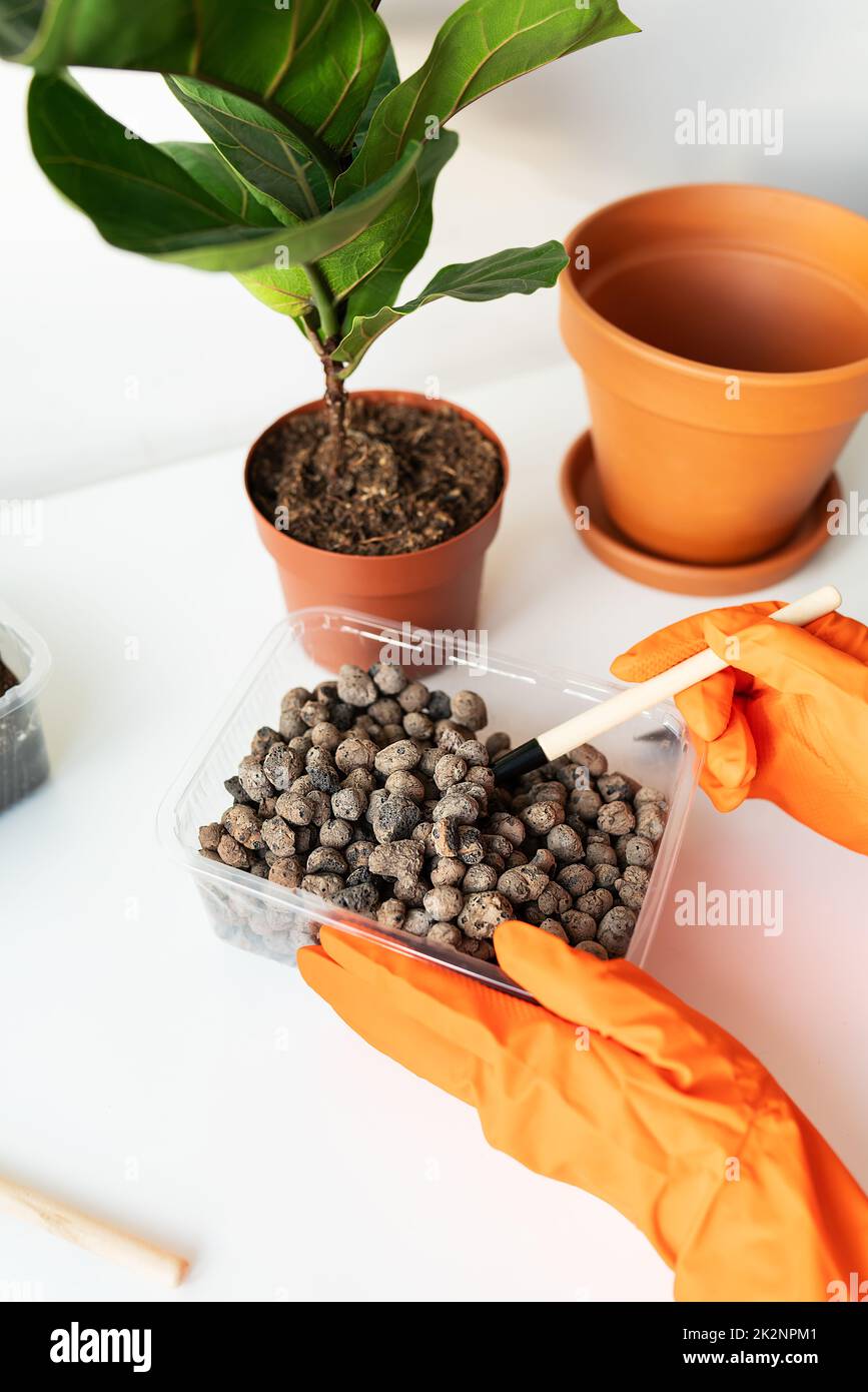 Le processus de transplanter un pot-ficus lyrata. Mains tenant une ...