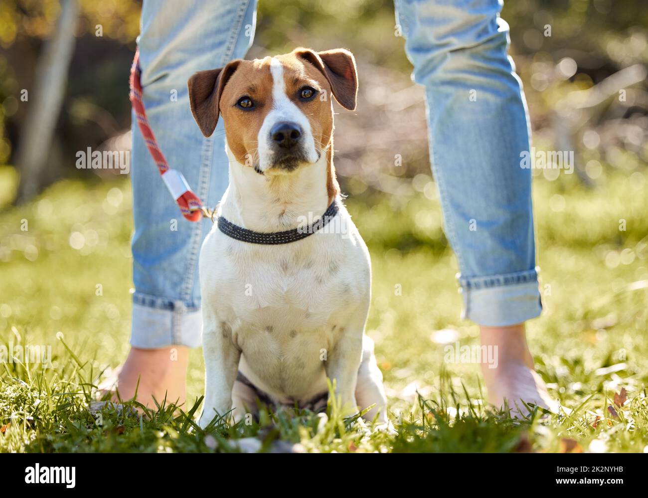 La marche est mon favori. Photo en longueur d'un adorable jeune Jack ...