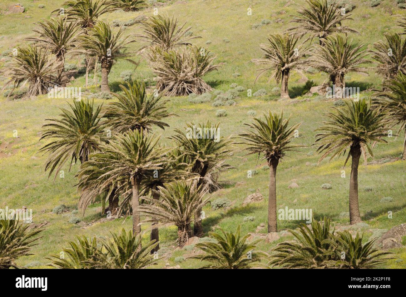 Canary island date palm phoenix canariensis Banque de photographies et ...