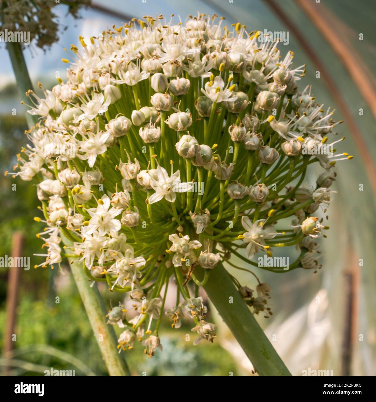 Fleur de graine d'oignon Banque de photographies et d’images à haute ...