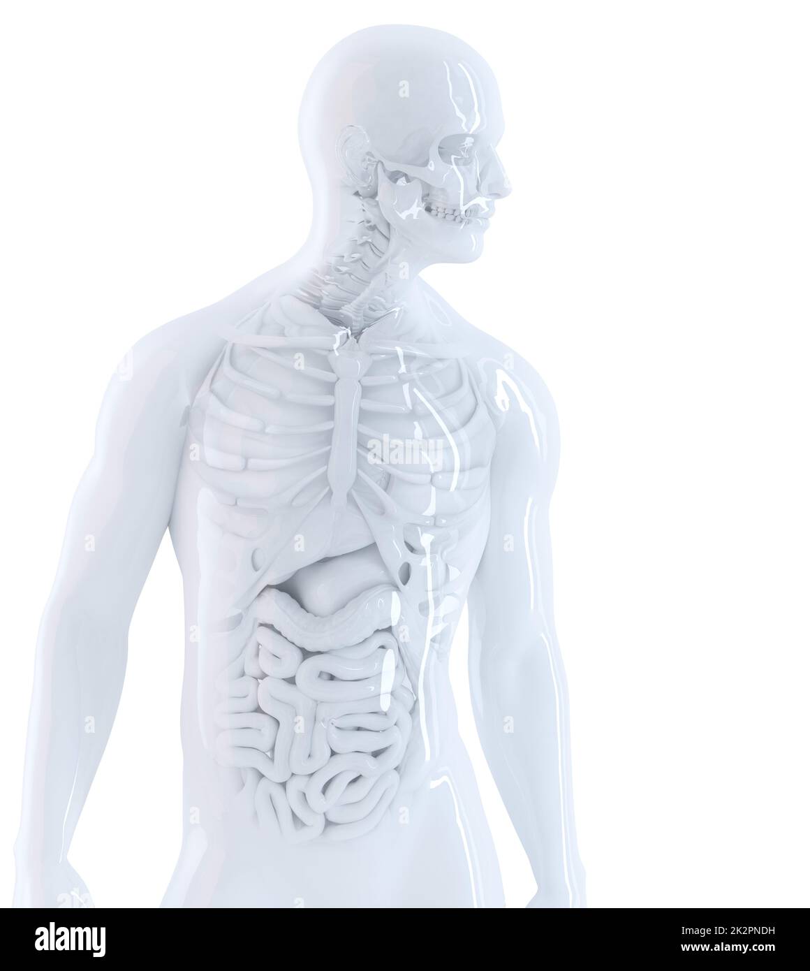 Anatomie masculine du rein Banque de photographies et d’images à haute ...