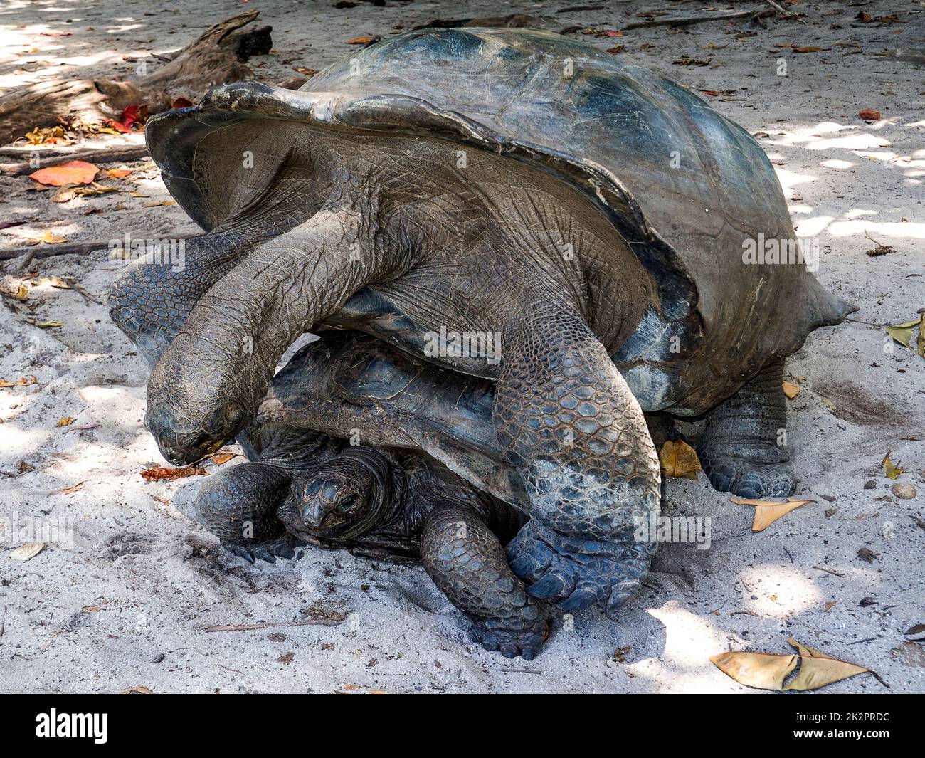Parc marin national de curieuse Banque de photographies et d’images à ...