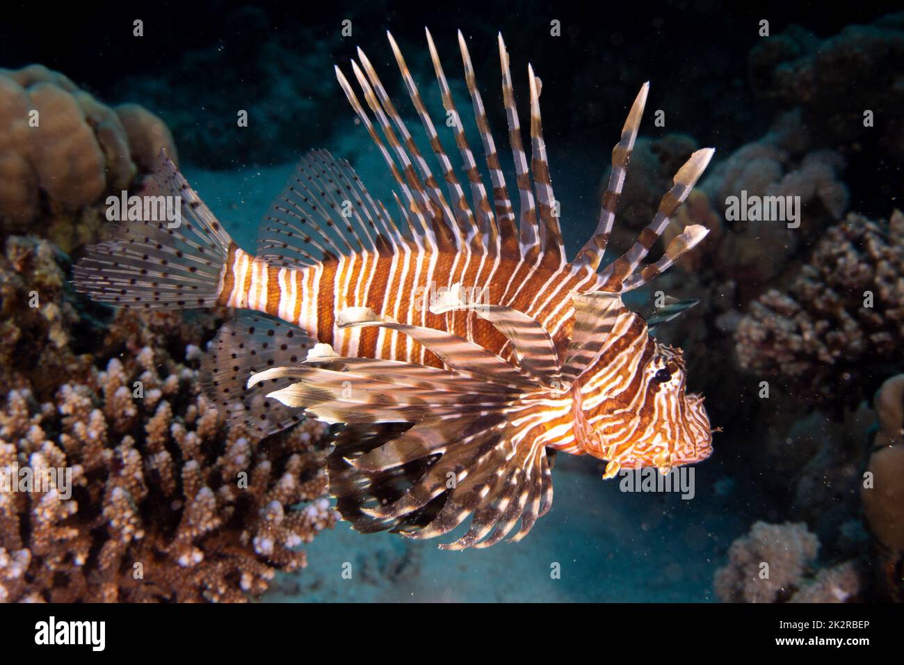 Tail of lionfish Banque de photographies et d’images à haute résolution ...