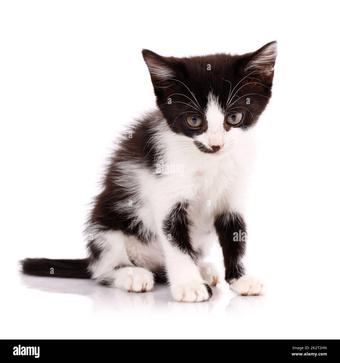 Black cat sad face Banque d'images détourées - Alamy