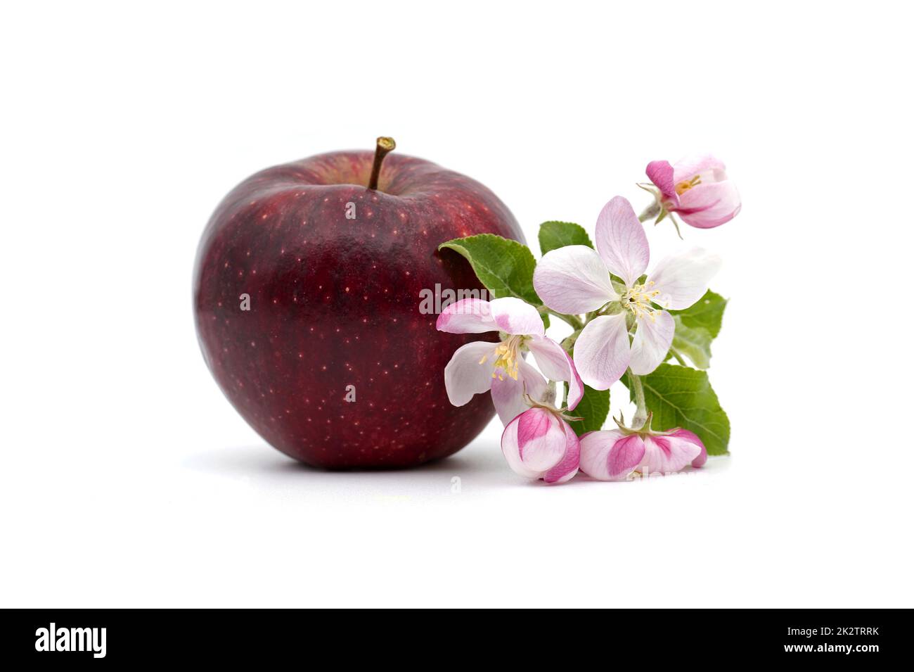 Blossoms isolated Banque de photographies et d’images à haute ...