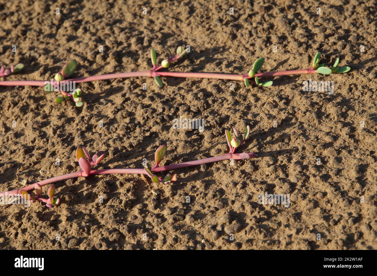 Tige rampante Banque de photographies et d’images à haute résolution ...