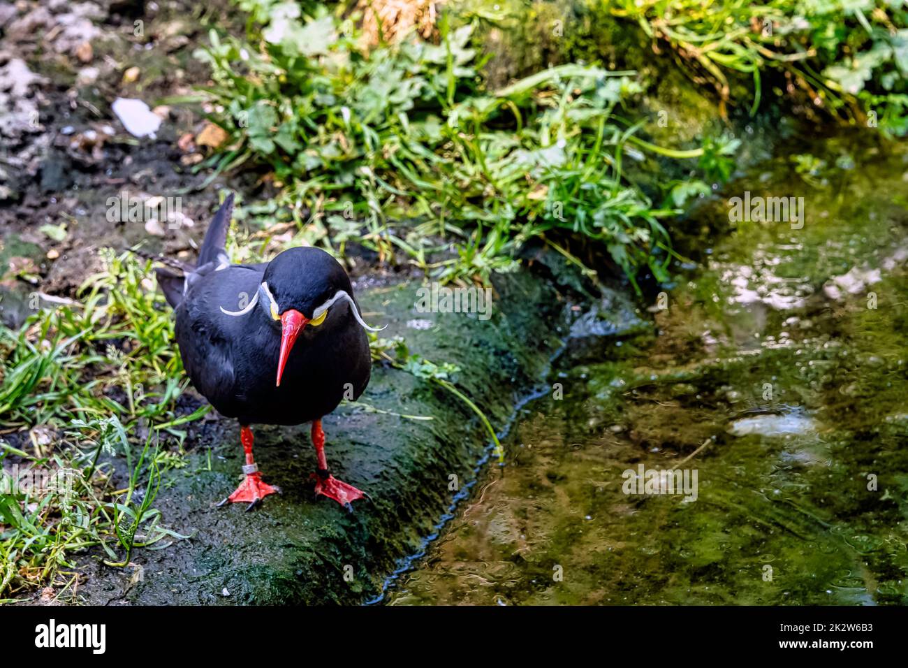 Sterne inca larosterna inca sauvage Banque de photographies et d’images ...
