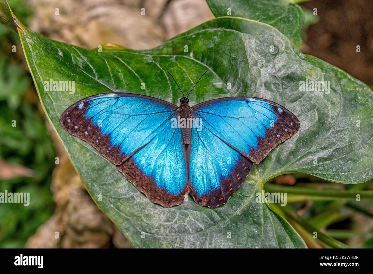 Aile inférieure du papillon morpho bleu Banque de photographies et d ...