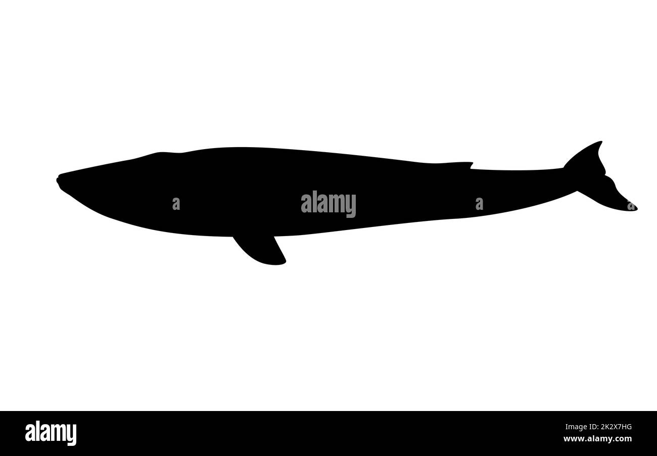 Silhouette de baleine bleue. Illustration vectorielle de la grande ... Silhouette de baleine bleue. Illustration vectorielle de la grande ...