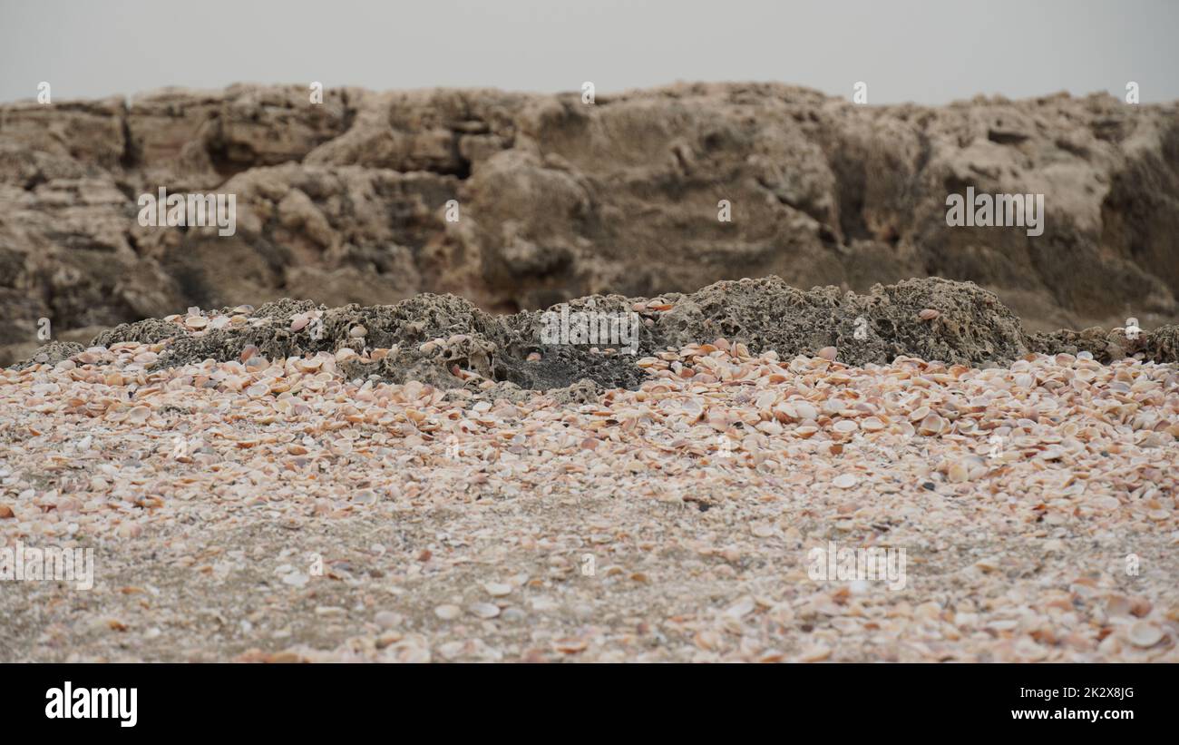 Plaques de roche volcanogènes de tel Dor(Israël) remplies de ...