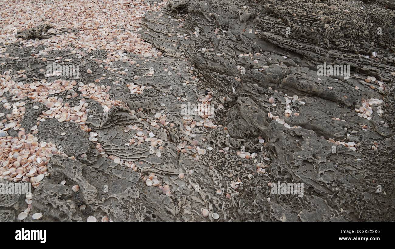 Plaques de roche volcanogènes de tel Dor(Israël) remplies de ...