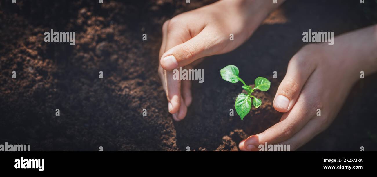 Jeune plantule Banque de photographies et d’images à haute résolution ...