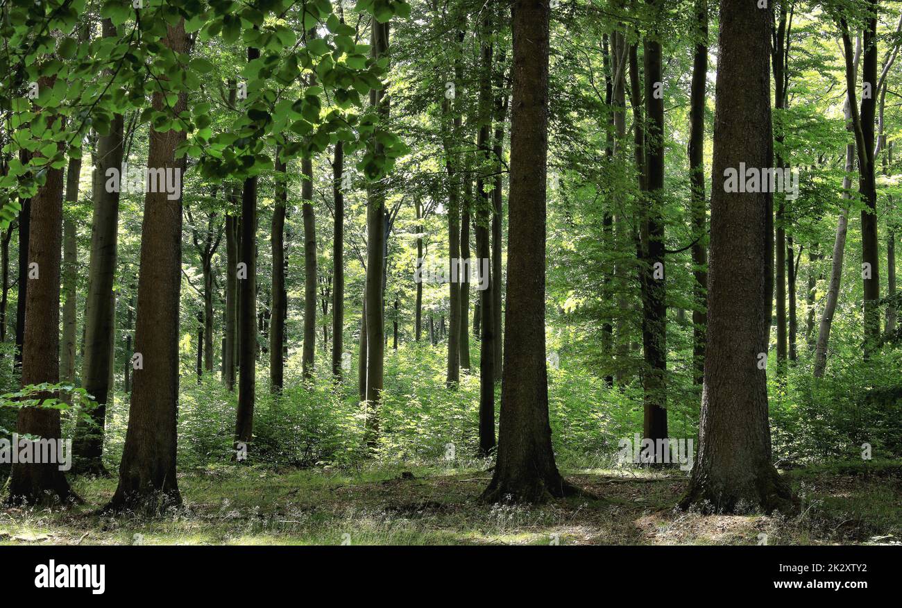 Lebensraum waldlichtungen Banque de photographies et d’images à haute ...