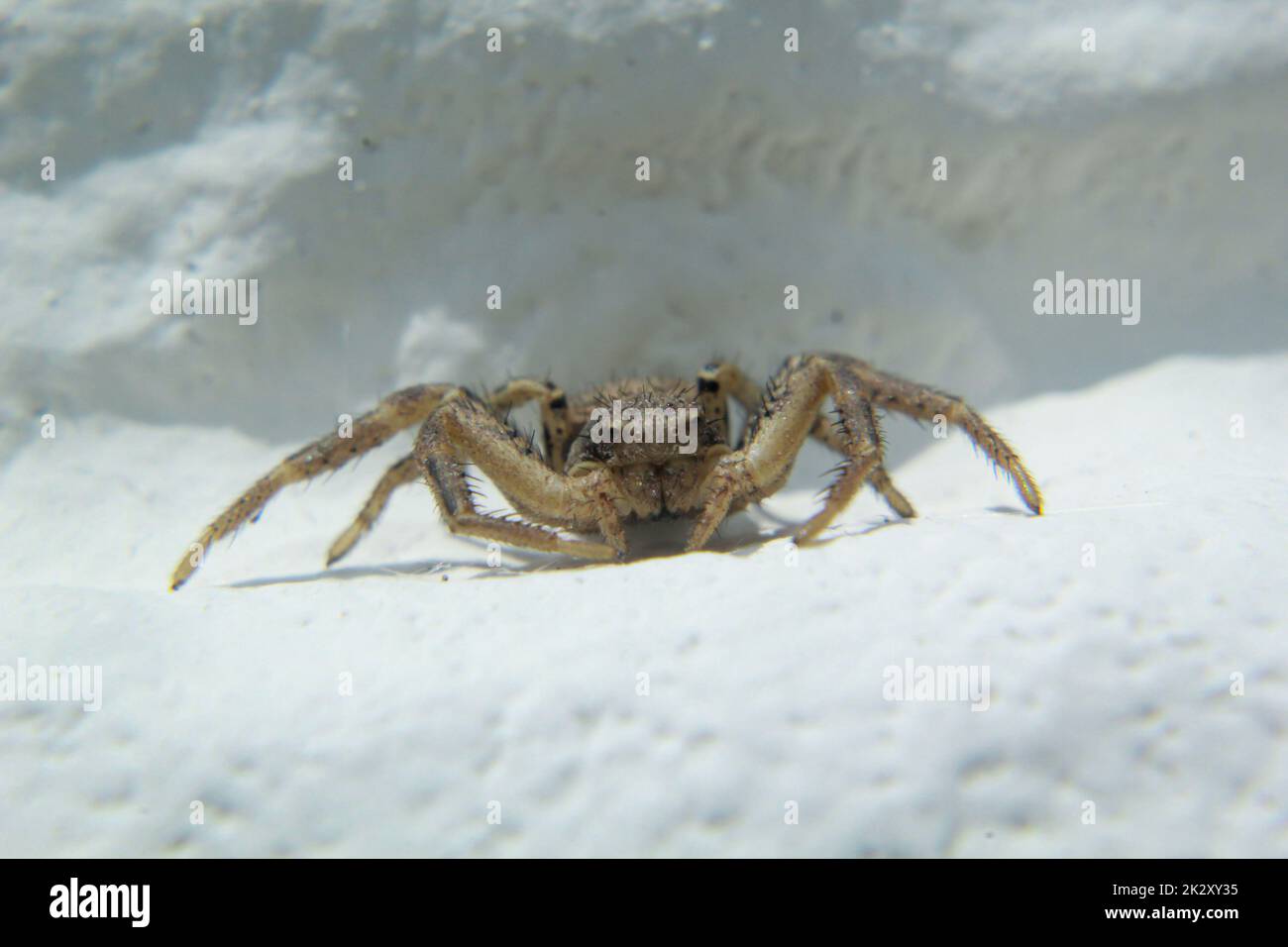 Gros plan d'une araignée de crabe brun ou d'une araignée de crabe de brousse sur un mur Photo ...