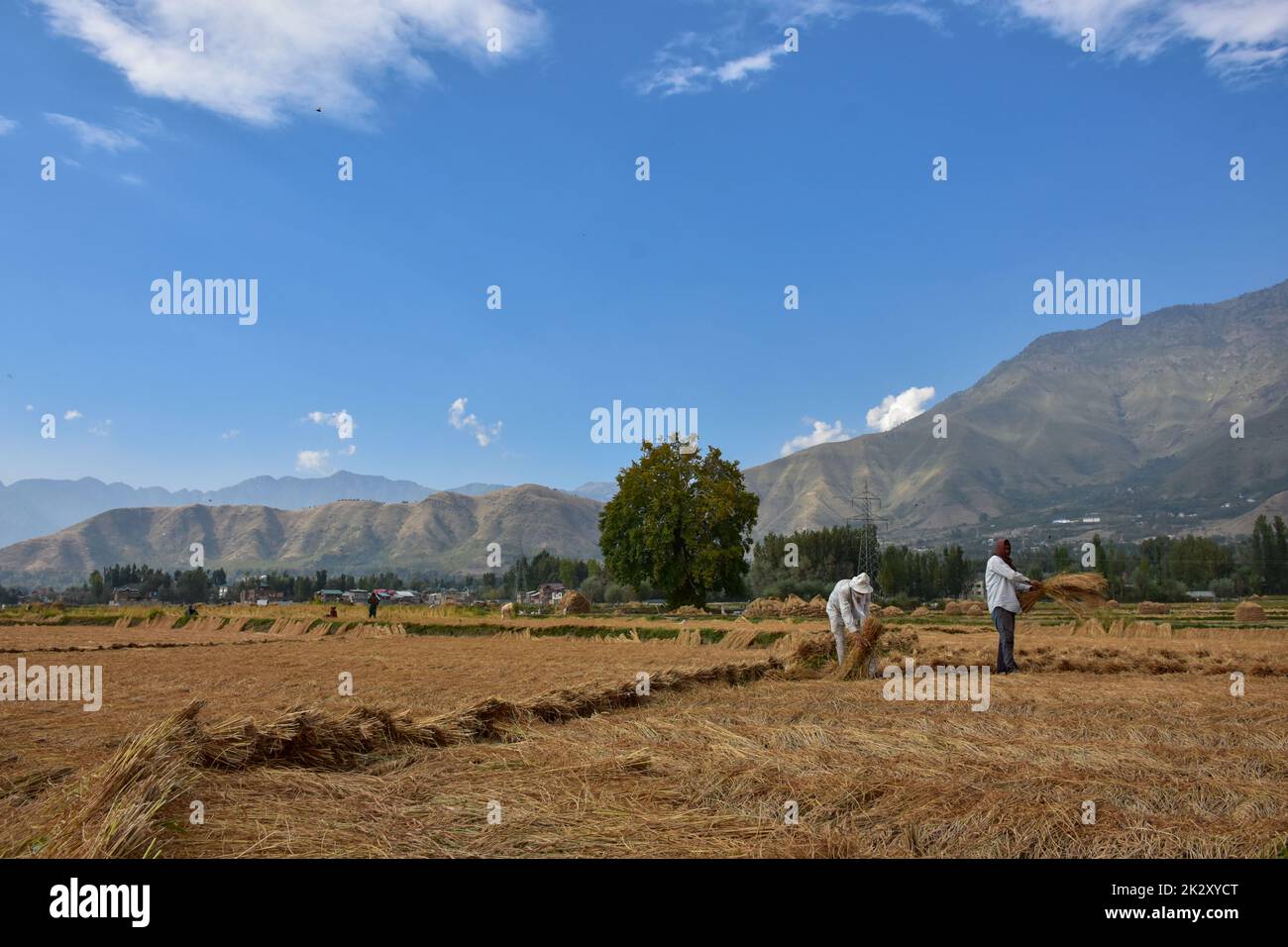 Les agriculteurs de Kashmiri récoltent du riz dans un champ pendant la ...
