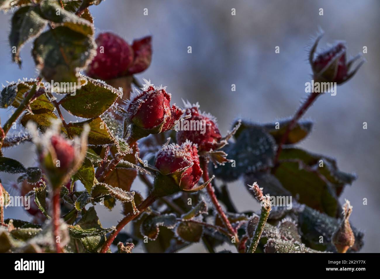 Givre sur de belles roses rouges. Le givre, le gel de radiation ou la ...