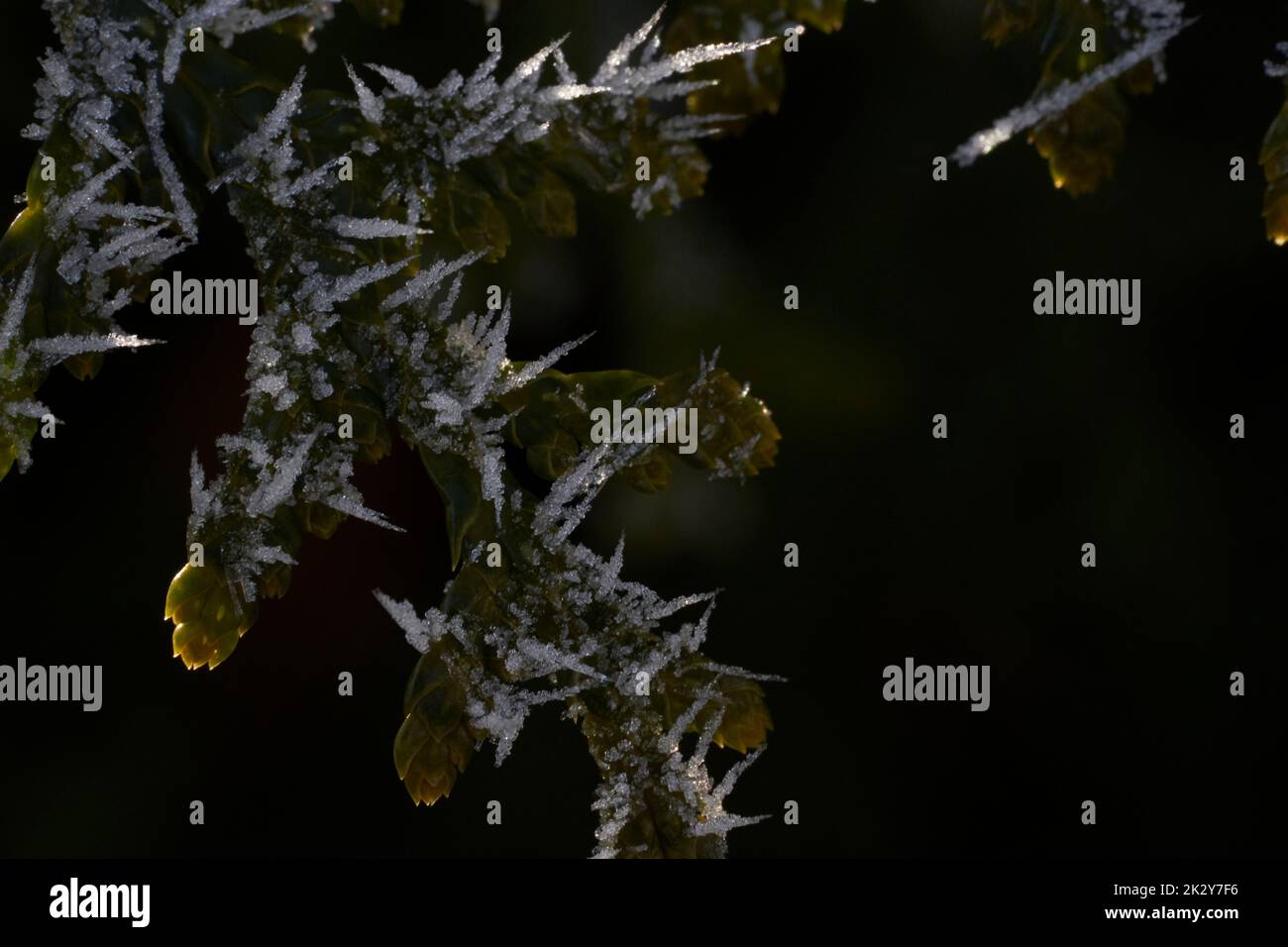 Le givre, également le givre, le gel de radiation ou la pruina, sont ...