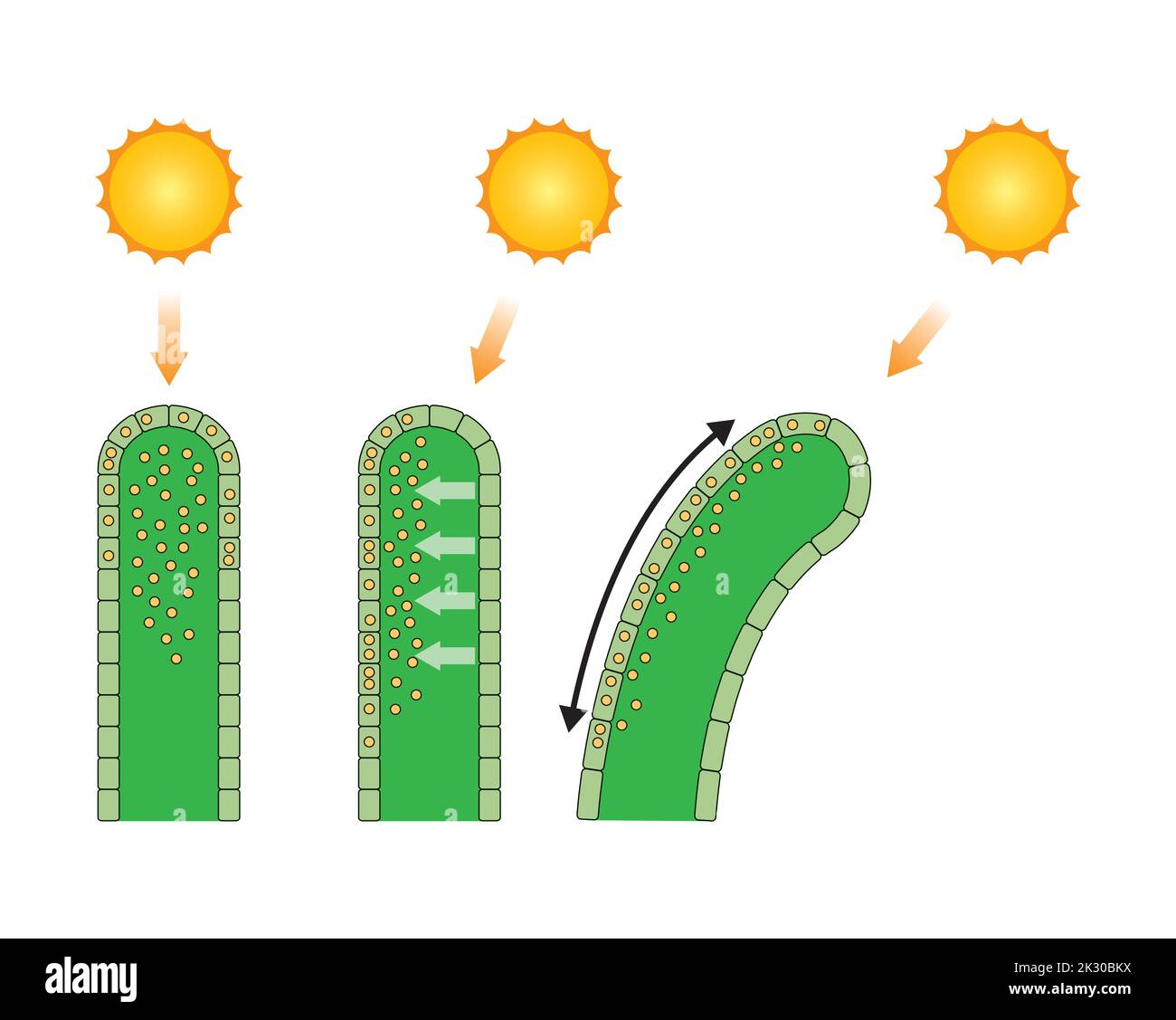 Méristème apical racinaire Banque d'images vectorielles - Alamy