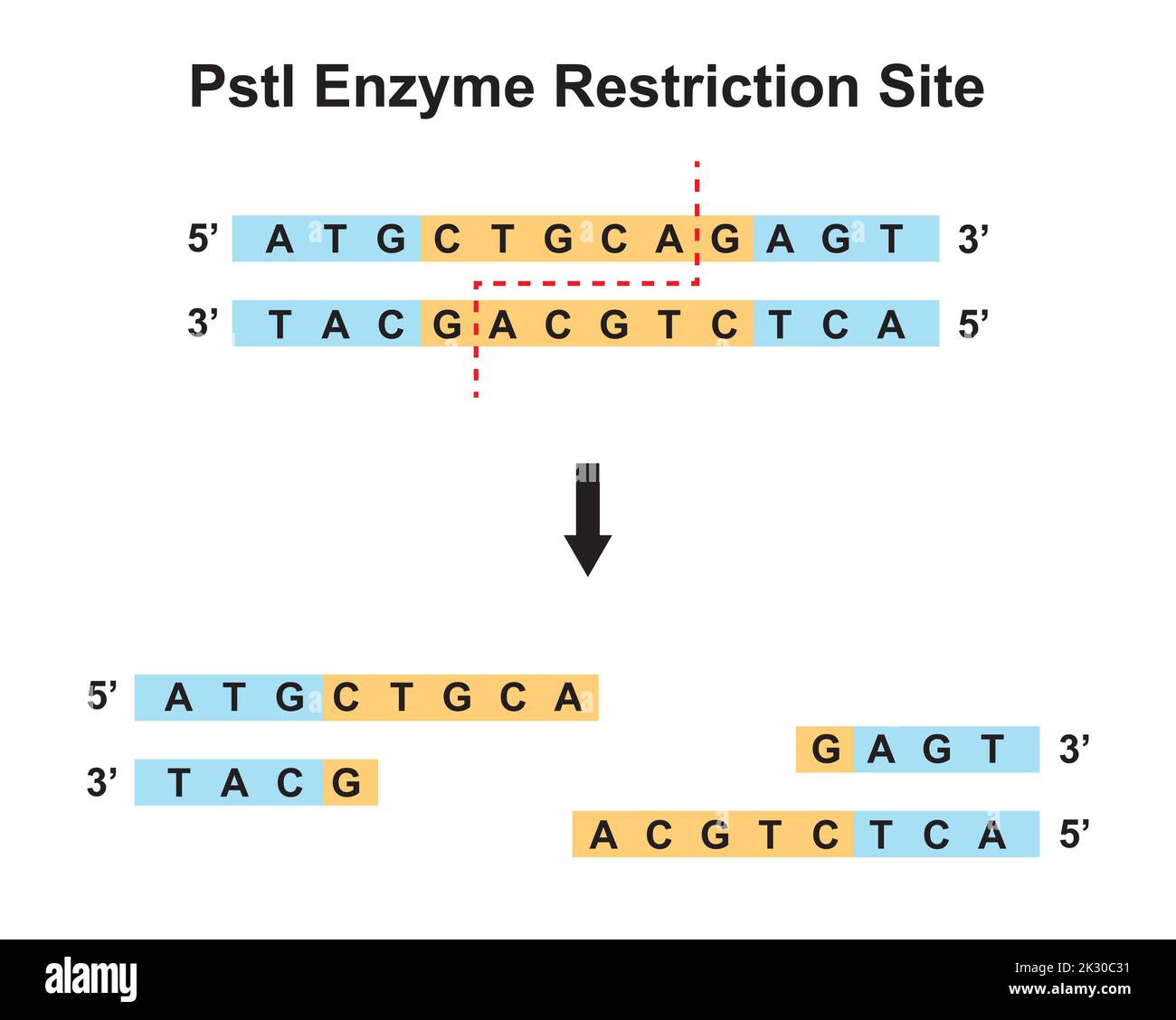 Les enzymes de restriction Banque de photographies et d’images à haute ...