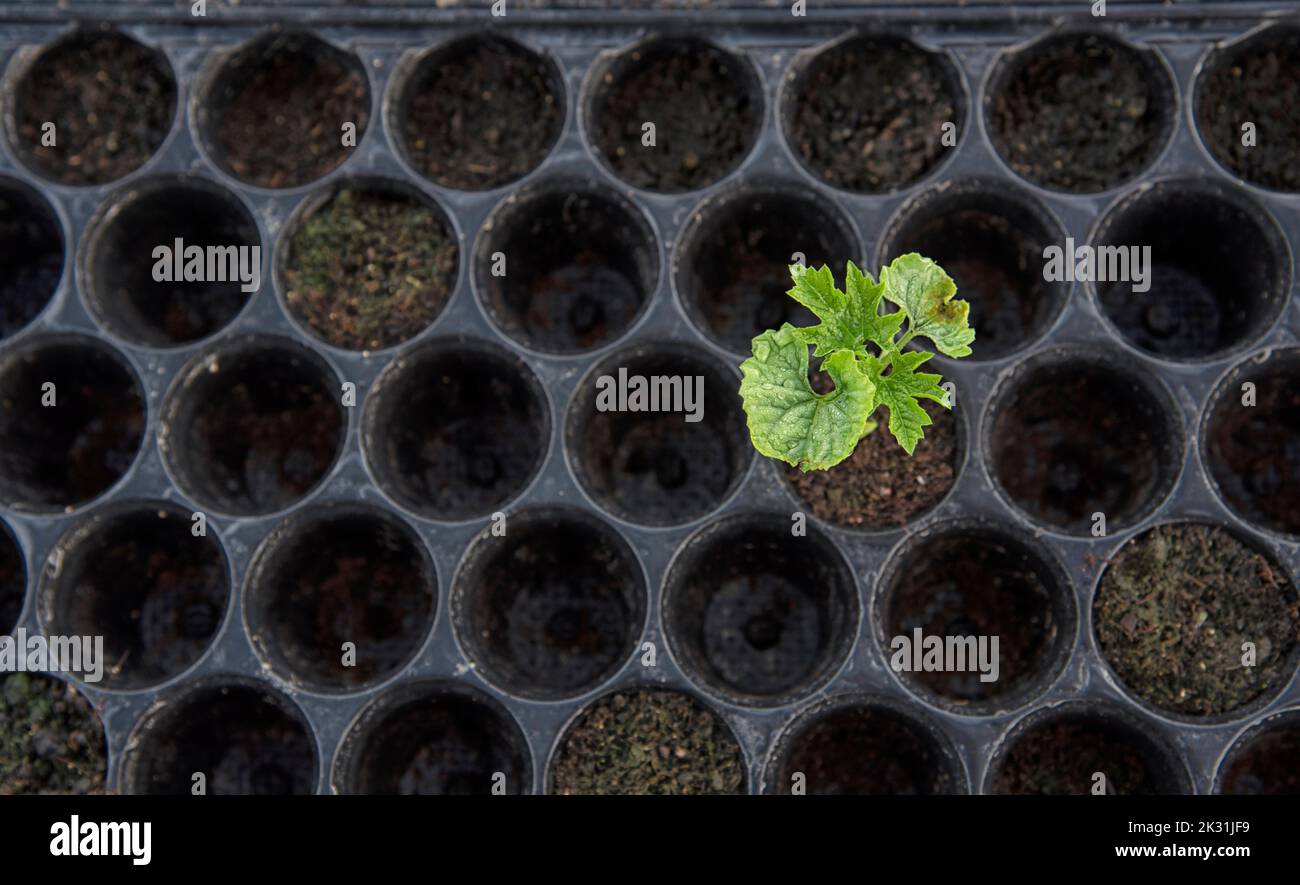 plateau en plastique noir de plantule et de plantule de croissance ...