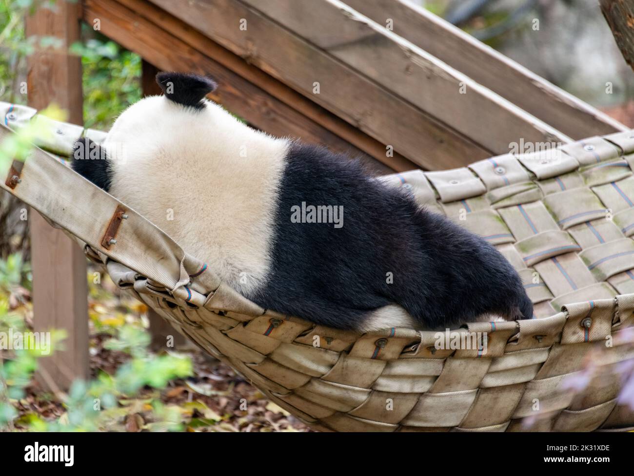 Panda assis sous un arbre Banque de photographies et d’images à haute ...