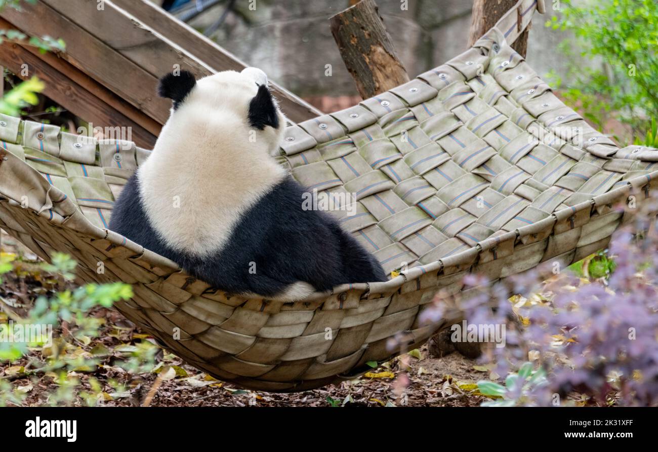 Panda assis sous un arbre Banque de photographies et d’images à haute ...